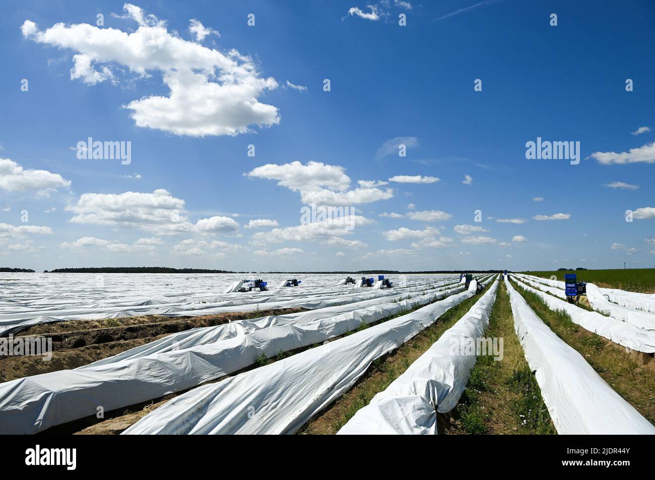 Beelitz, Germany. 21st June, 2022. On an asparagus field at Jakob's ...