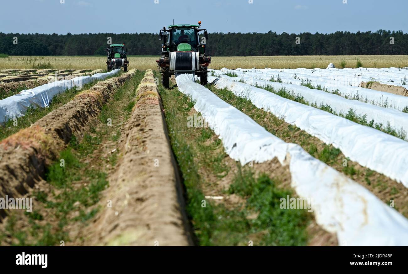 Beelitz, Germany. 21st June, 2022. On an asparagus field at Jakob's ...