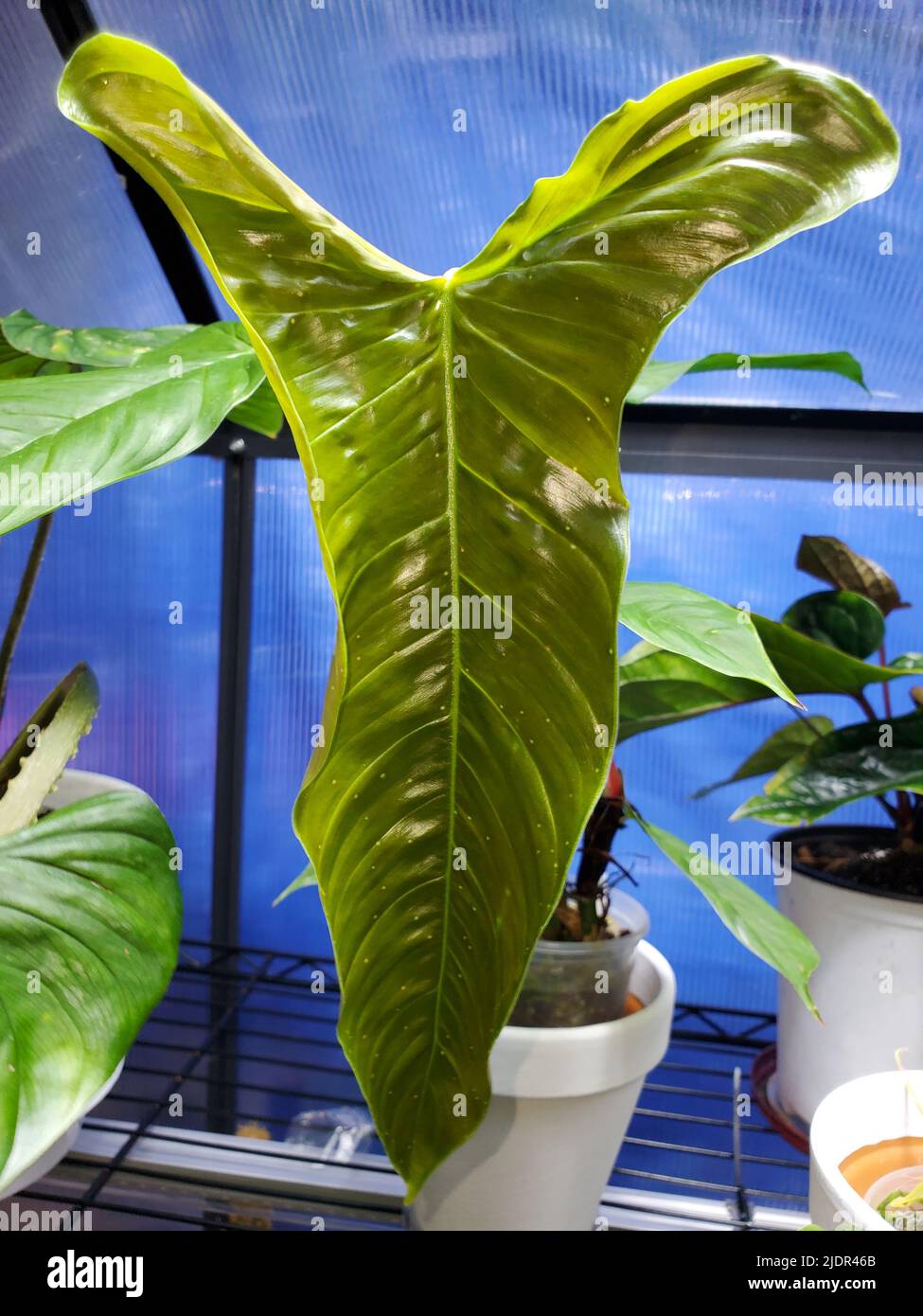 Long and shiny green leaf of Philodendron Sharoniae Goat Stock Photo ...