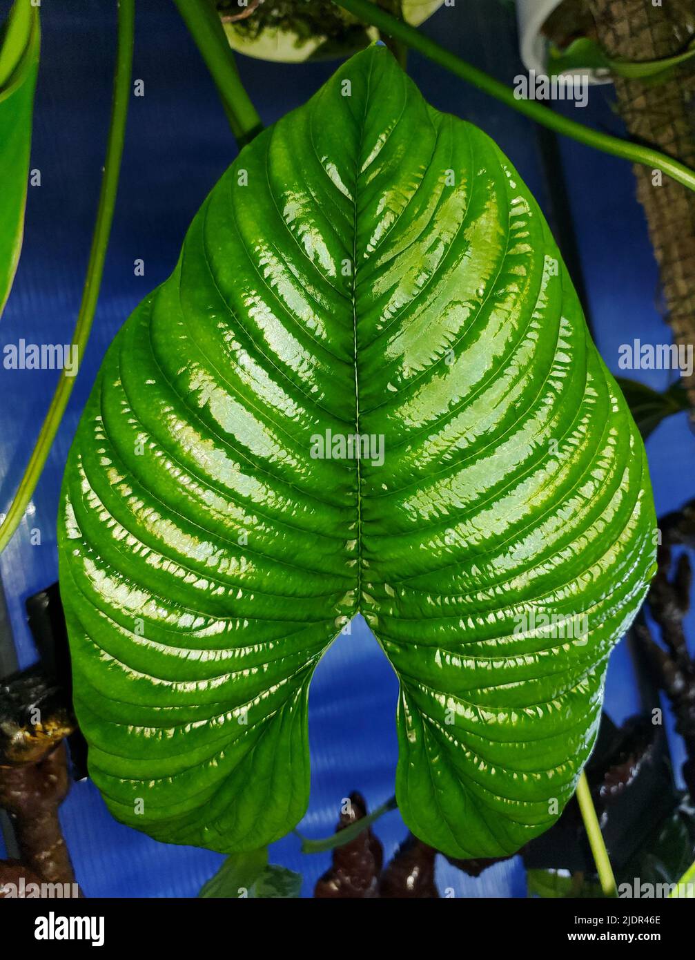 A shiny oval leaf shape of Philodendron Furcatum, a rare and unique ...