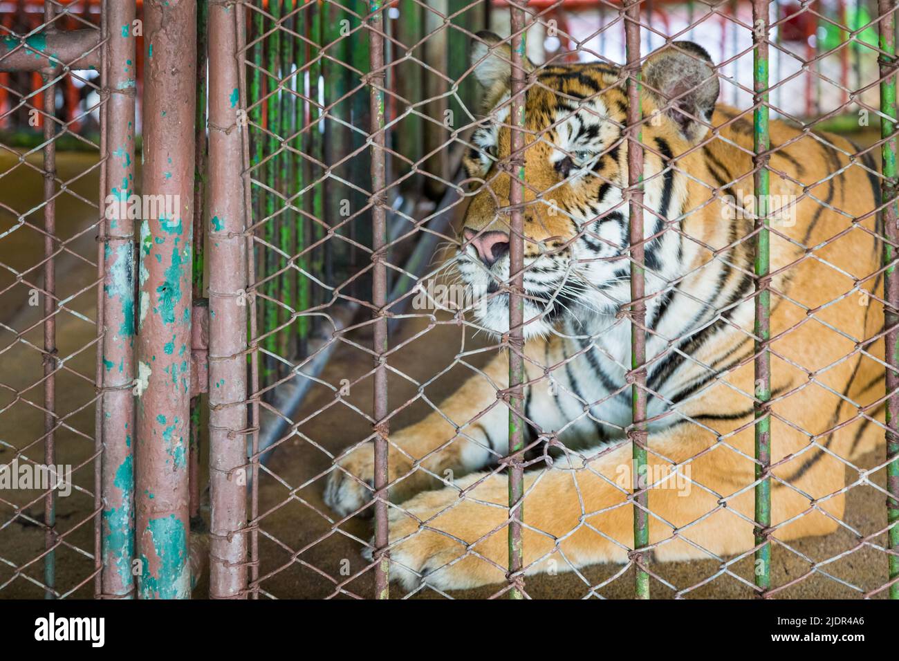 Tiger in cage hi-res stock photography and images - Alamy