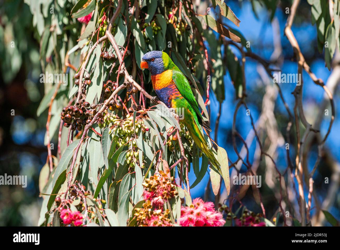 23 June 2022; Rainbow lorikeet (Trichoglossus Moluccanus) perched on a ...