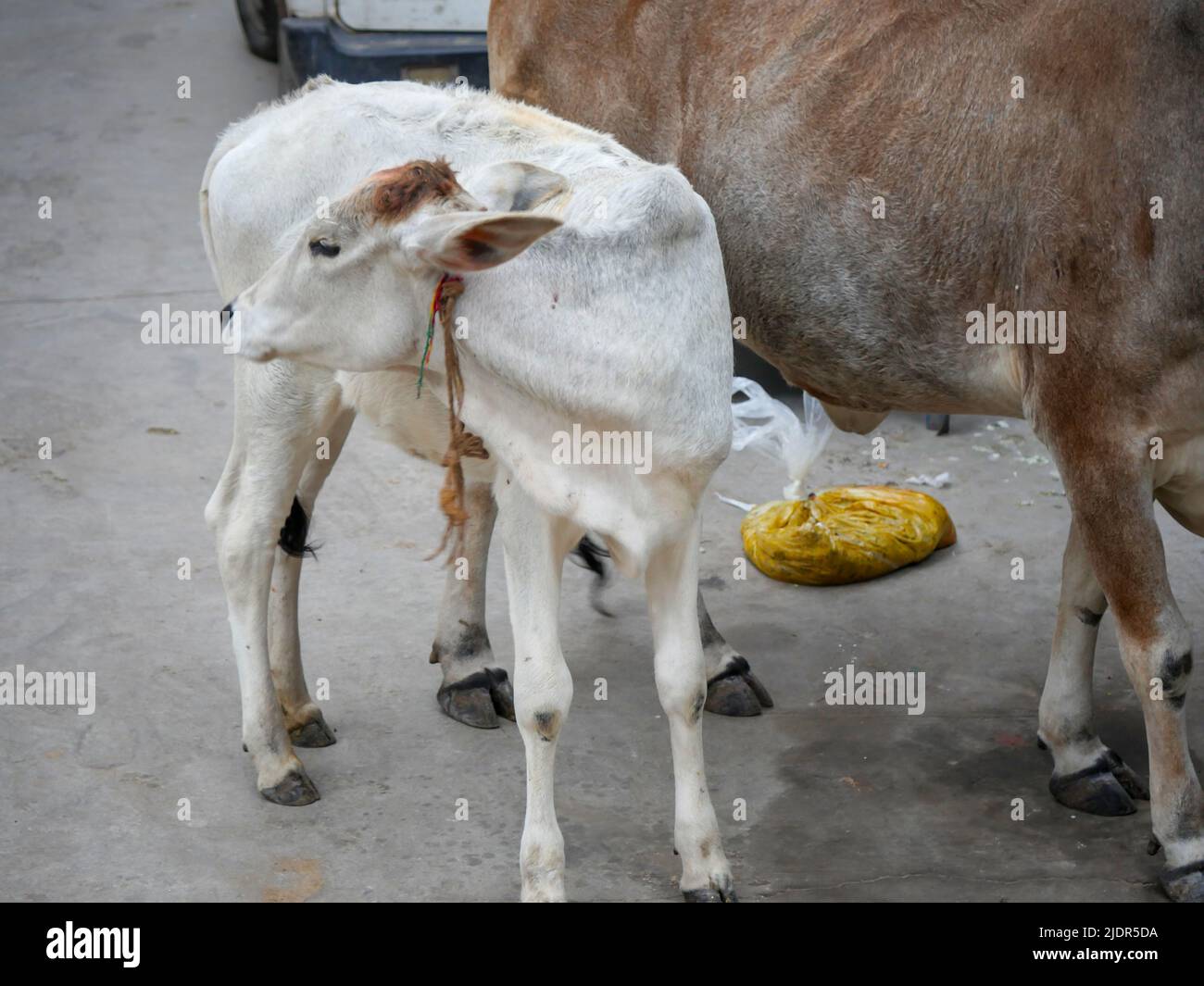 Indian cow and calf hi-res stock photography and images - Alamy