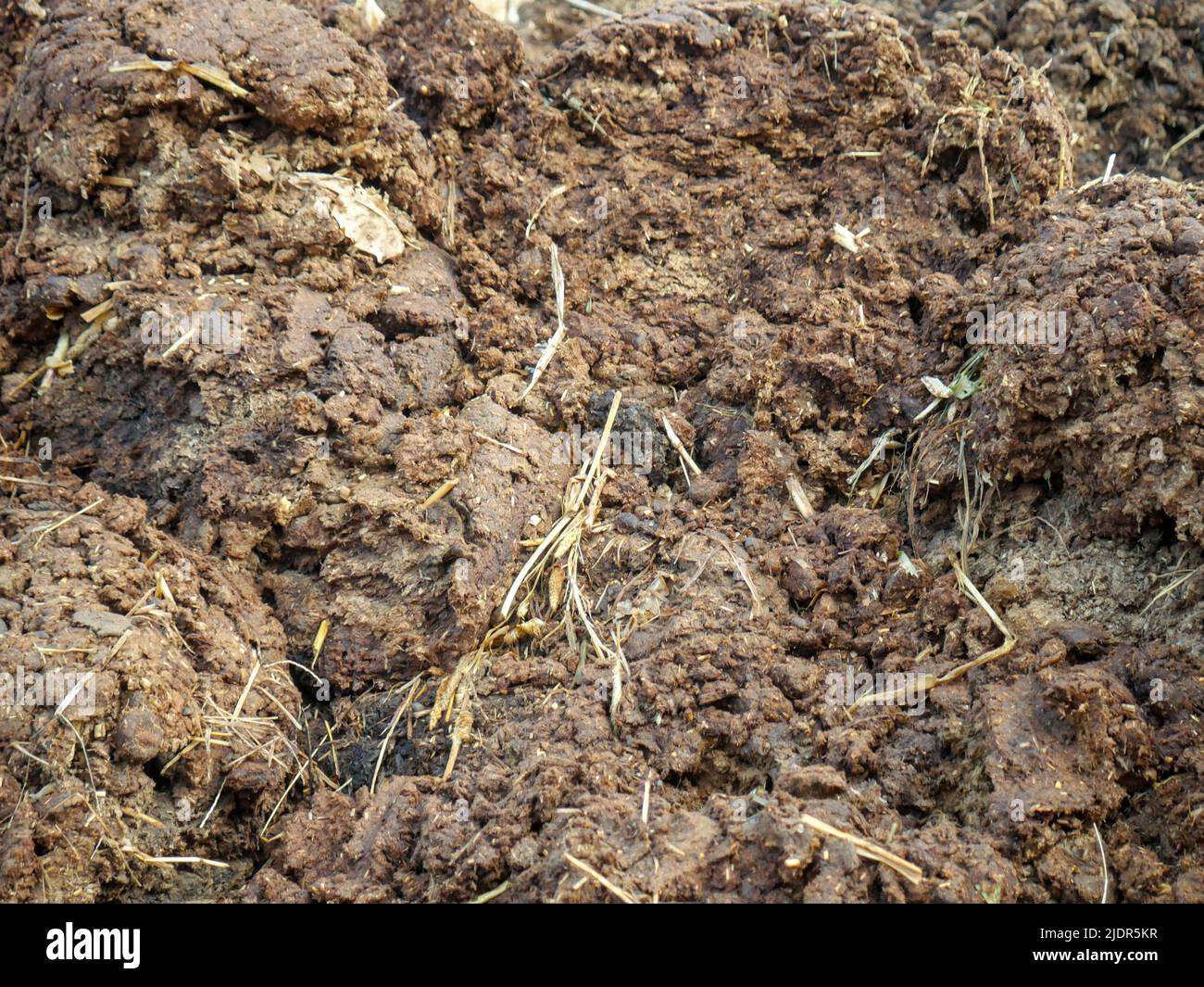 Cow dung gathered in indian village rural areas as bio fertilizer Stock ...