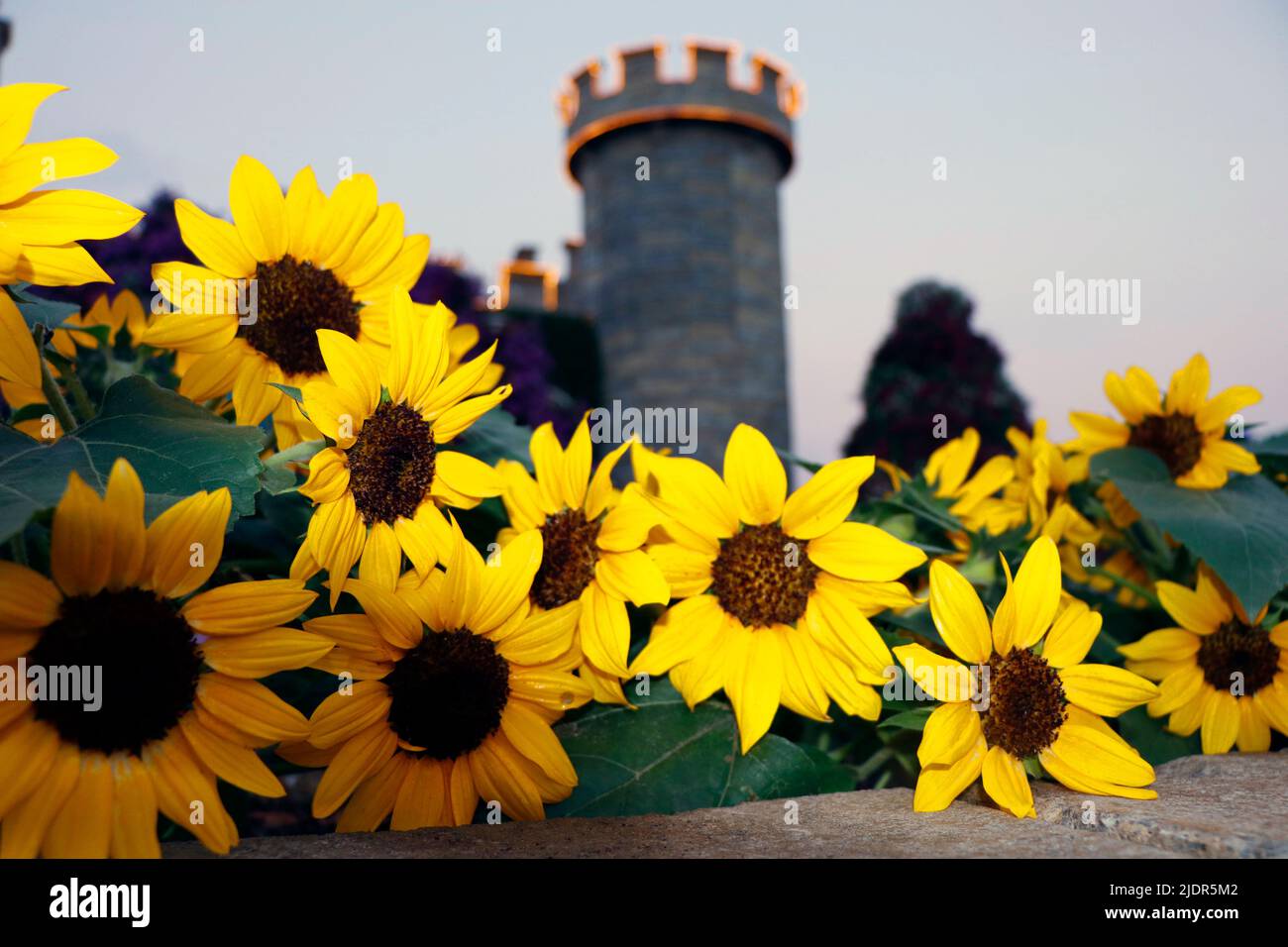 group of beautiful sunflower in front of a castle Stock Photo - Alamy