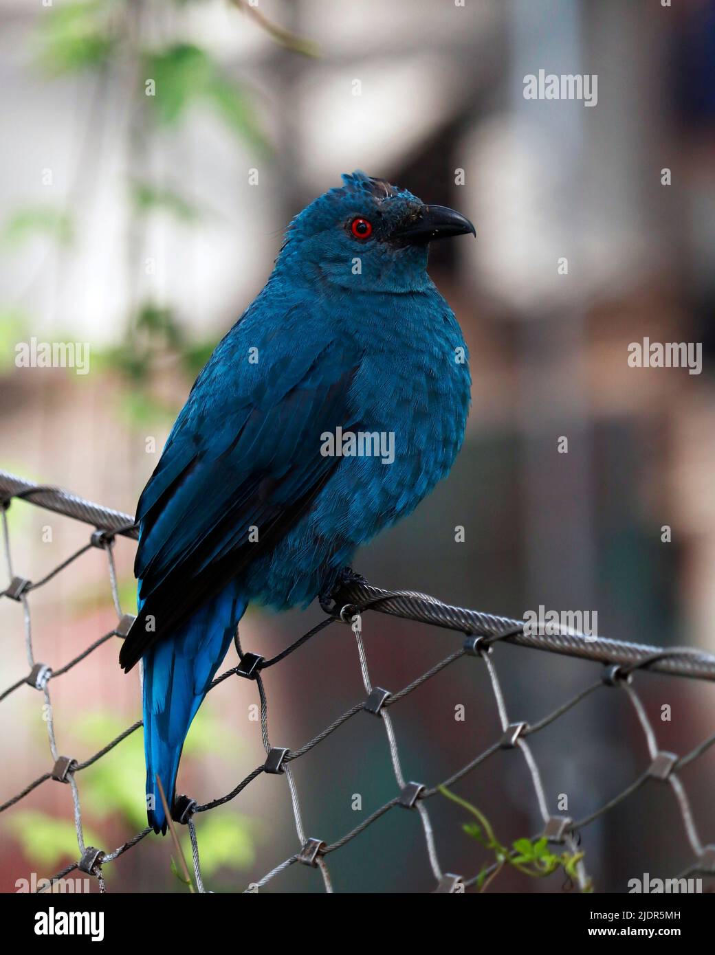 blue starling bird with red eyes in close up Stock Photo - Alamy