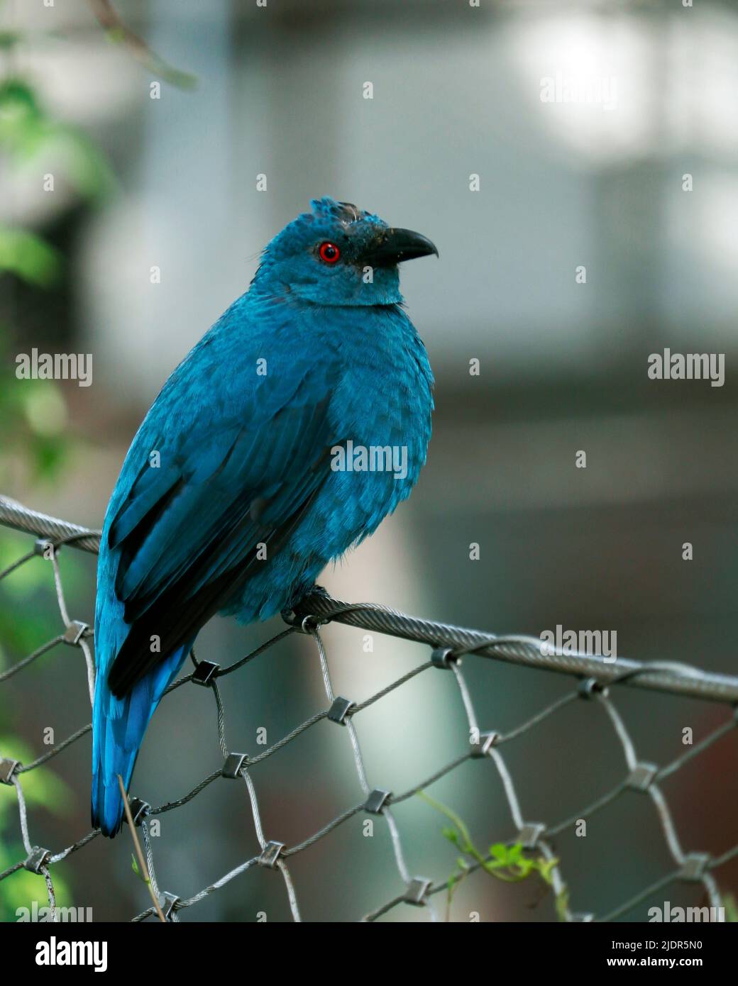 blue starling bird with red eyes close up in a zoo Stock Photo - Alamy