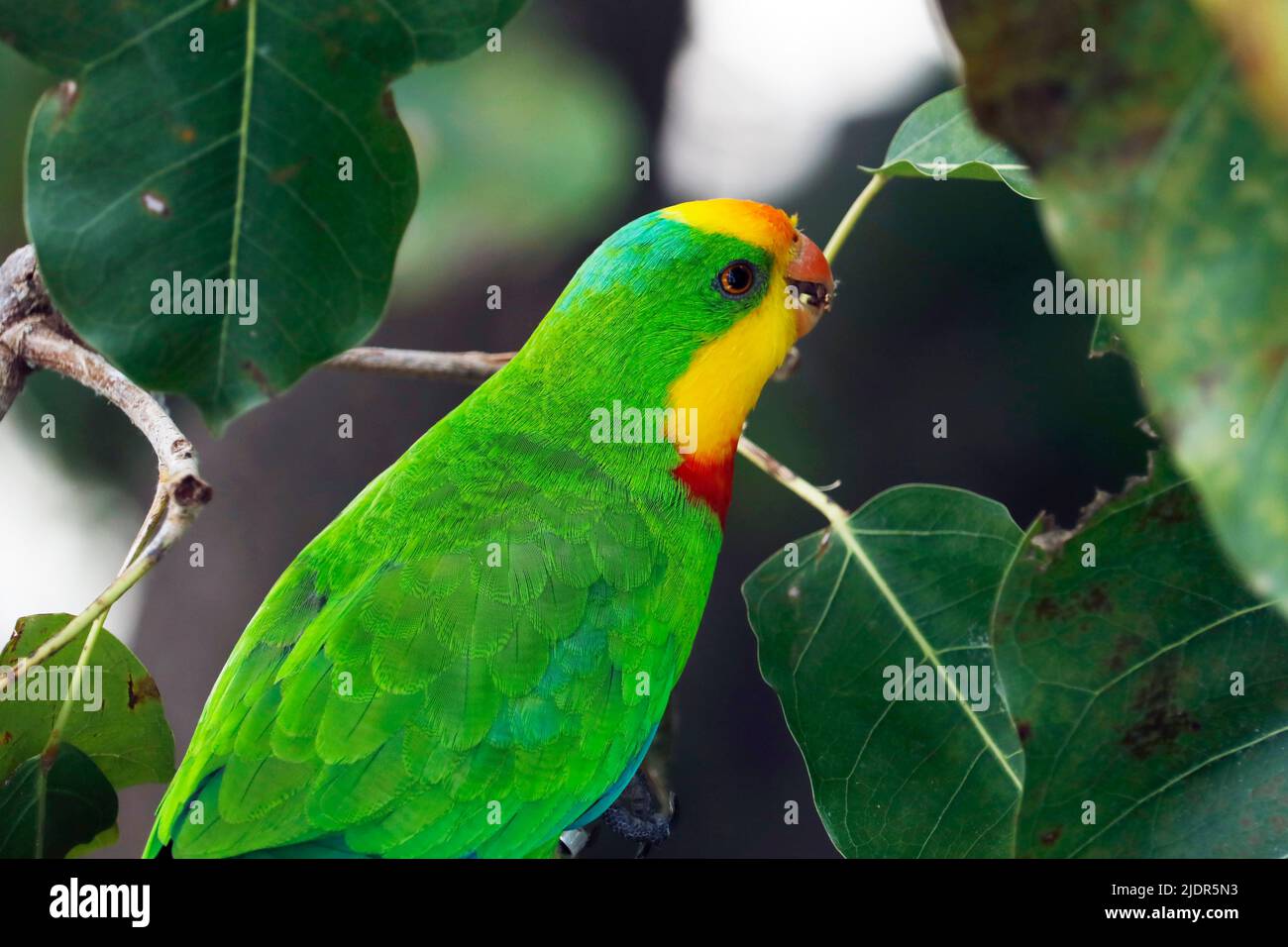 Parakeet closeup photo hi-res stock photography and images - Alamy