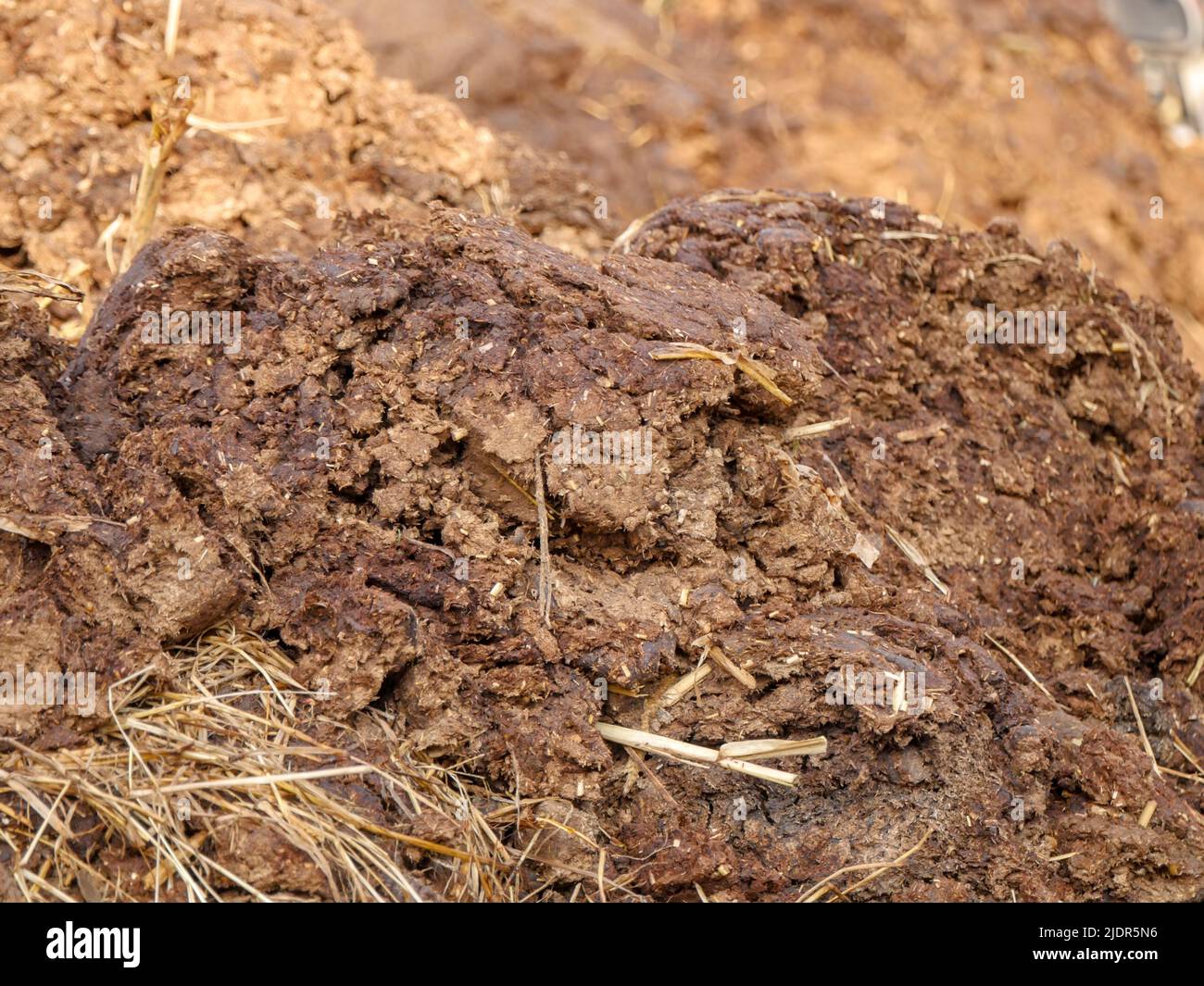 Cow dung gathered in indian village rural areas as bio fertilizer Stock ...