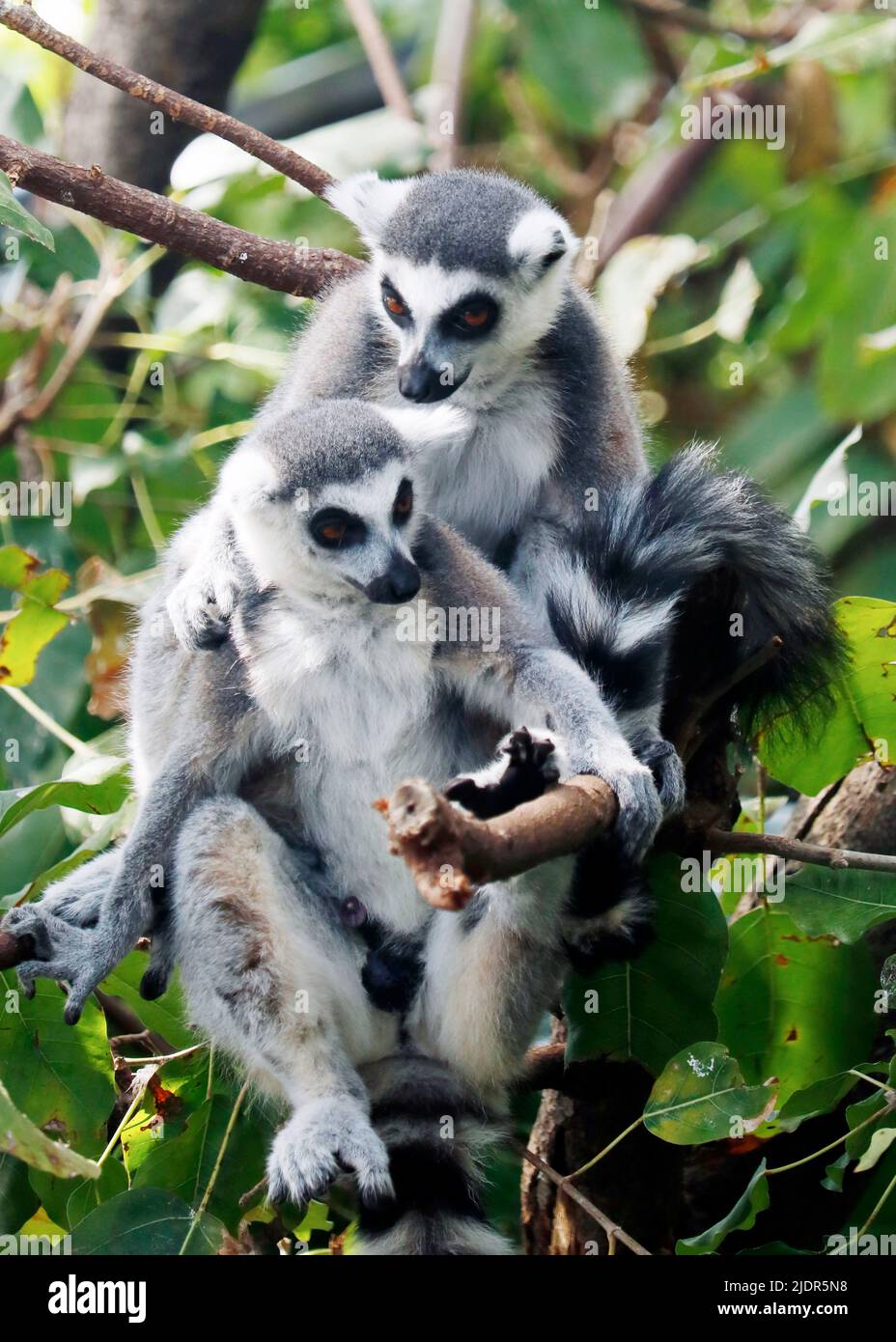 ring-tailed lemur (Lemur catta) is a large strepsirrhine primate and ...