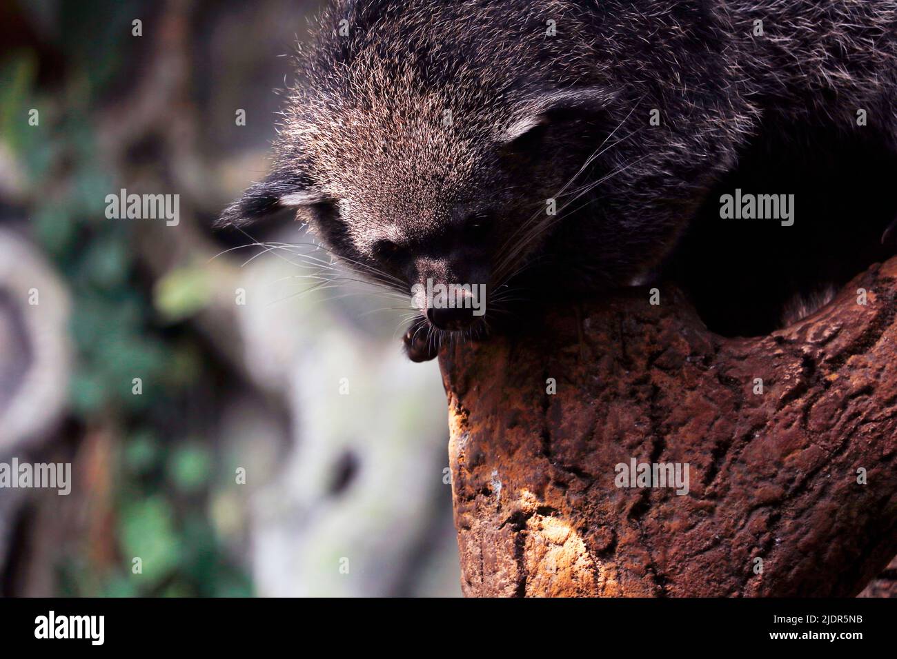 The binturong, also known as the bearcat, is a viverrid native to South ...