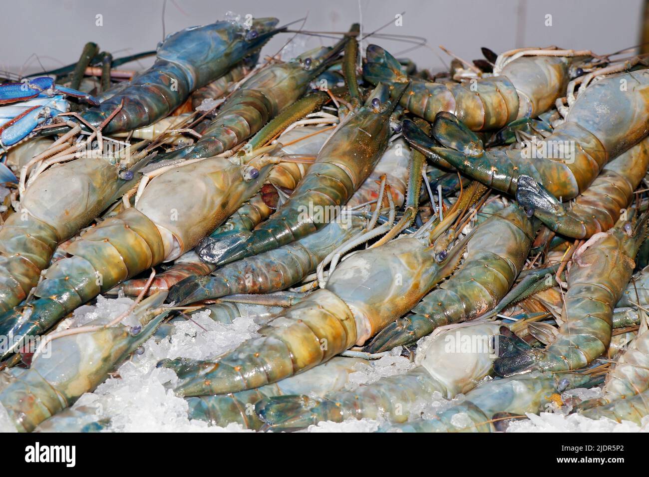 fresh scampi or langoustine prawns in a fish market stall on ice for ...