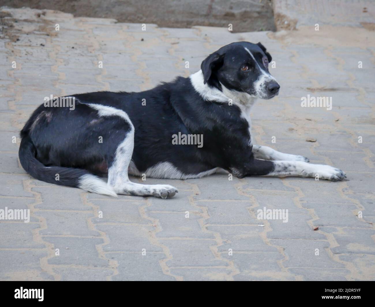 Street dog in india roaming freely in indian village rural city street ...