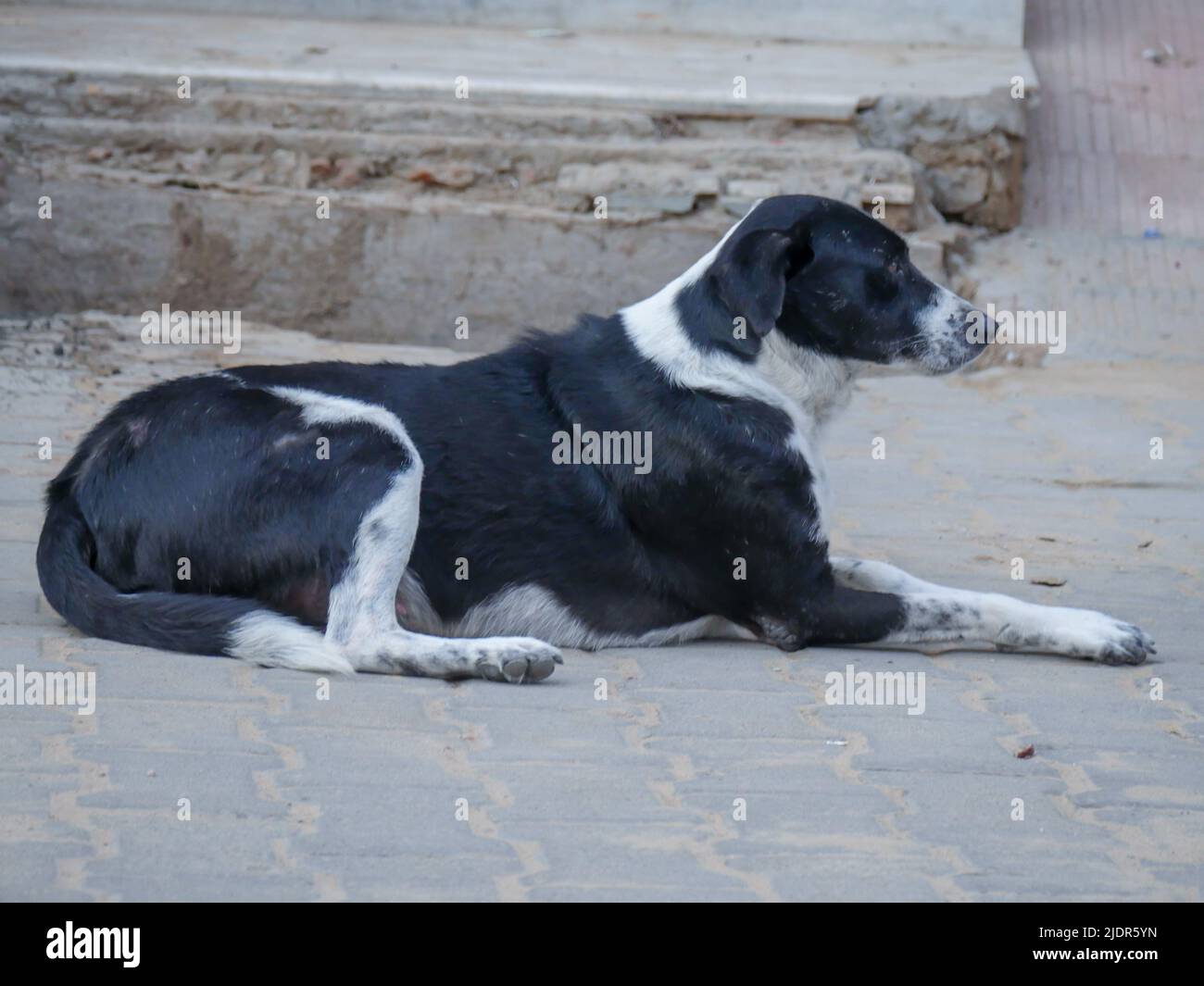 Indian street dogs hi-res stock photography and images - Alamy