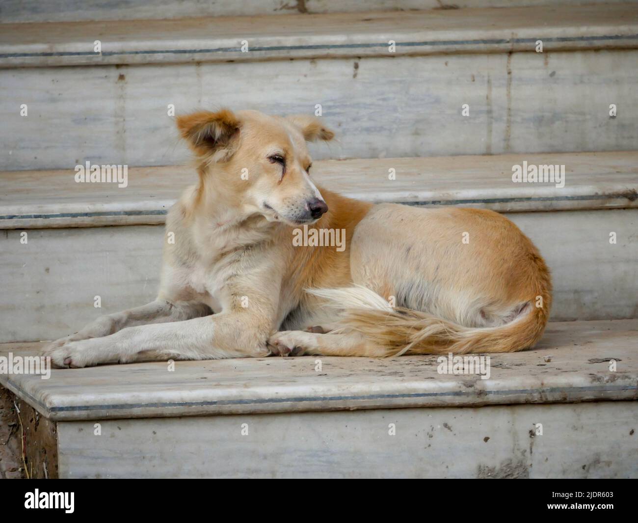 Street dog in india roaming freely in indian village rural city street ...