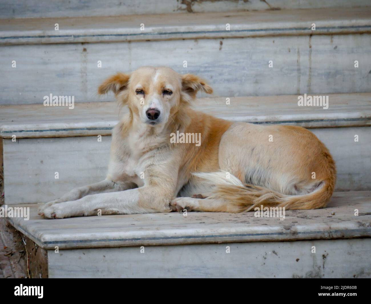 Can A Golden Retriever And A Indian Pariah Dog Be Friends