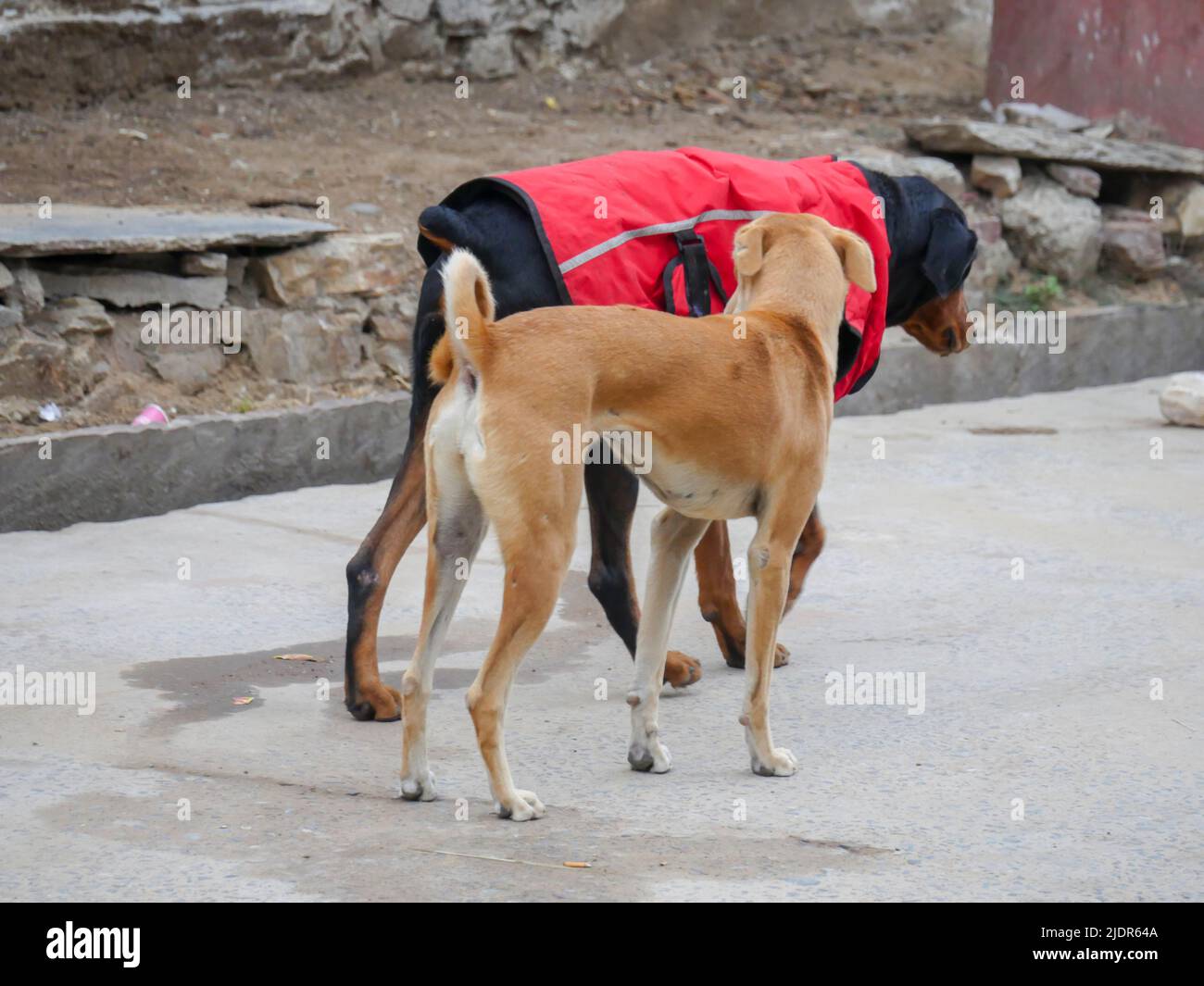Street dog in india roaming freely in indian village rural city street ...