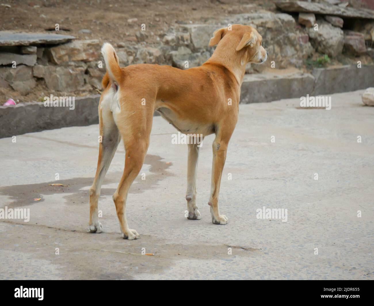 Street dog in india roaming freely in indian village rural city street ...