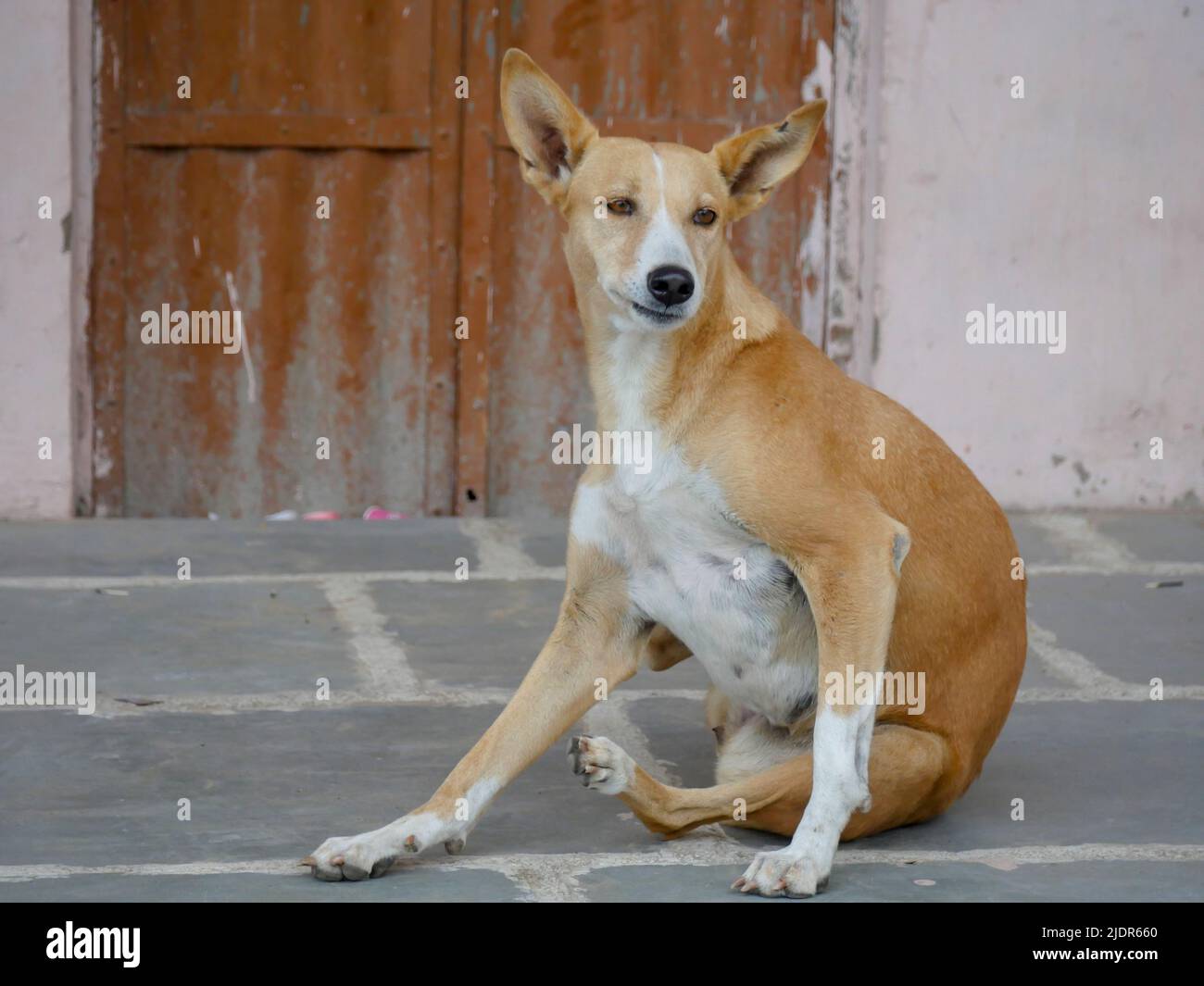 Street dog in india roaming freely in indian village rural city street ...