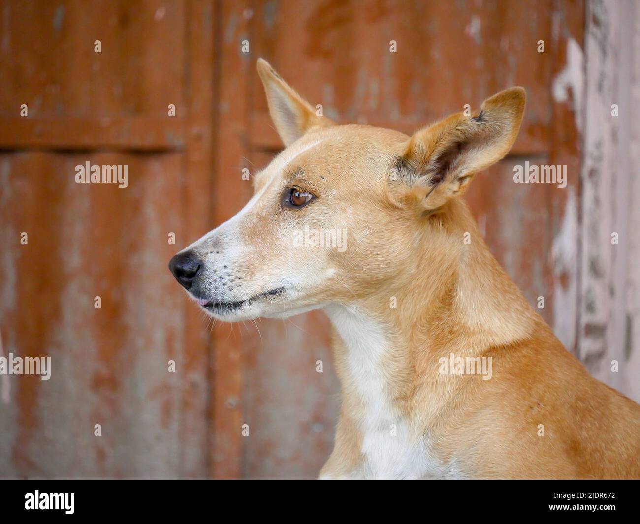 Native American Village Dog