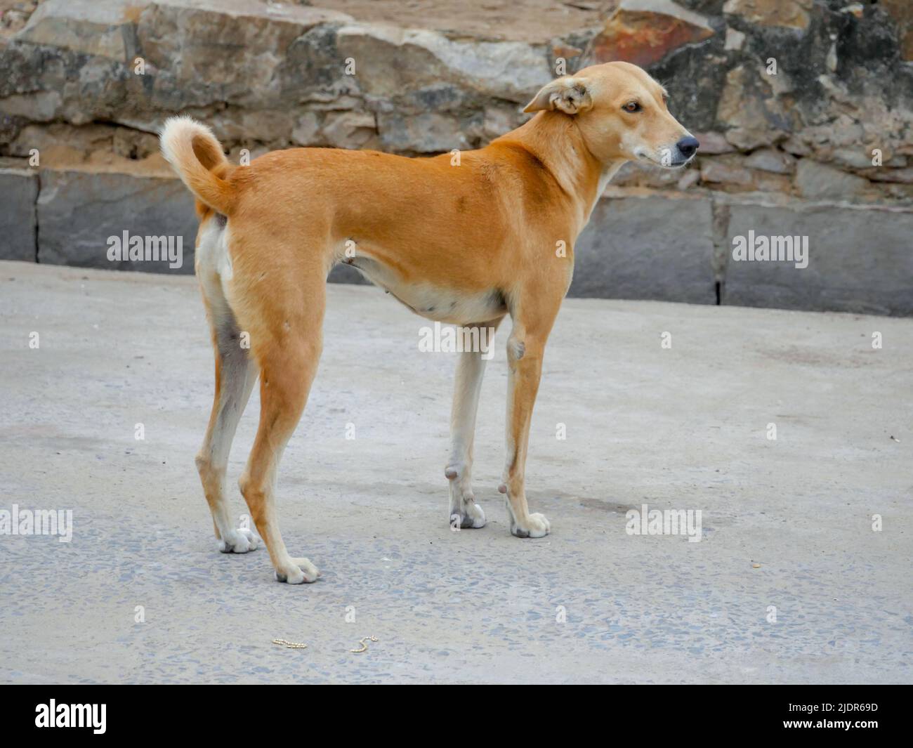 Street dog in india roaming freely in indian village rural city street ...