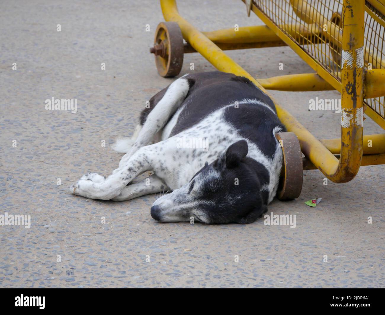 Street dog in india roaming freely in indian village rural city street ...