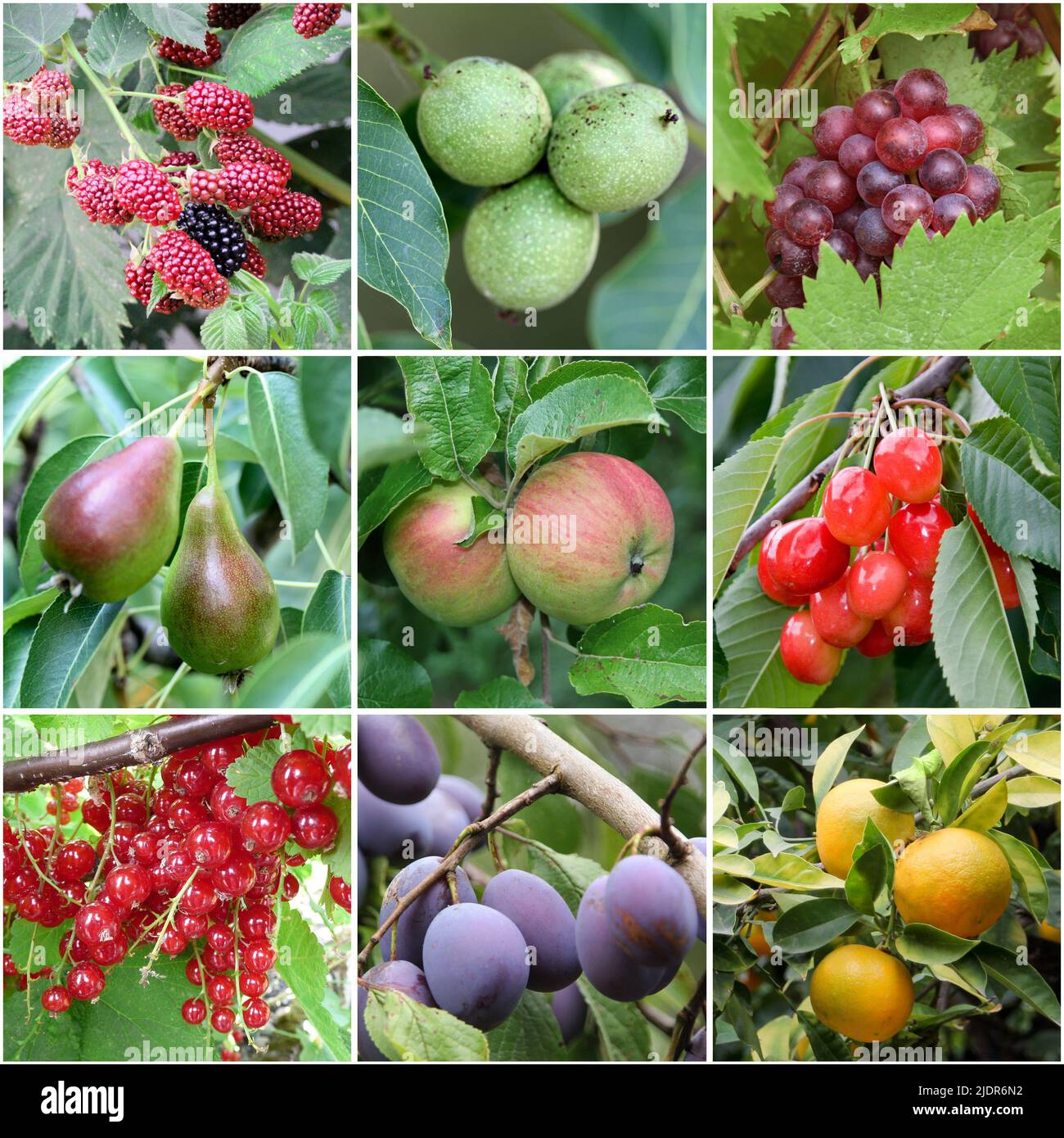 Products of orchard with different kinds Stock Photo - Alamy