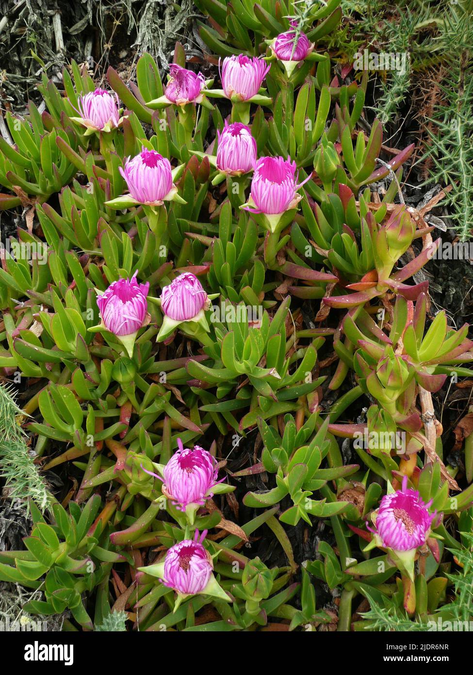 Ice plant flower (Carpobrotus chilensis), which is an invasive plant ...