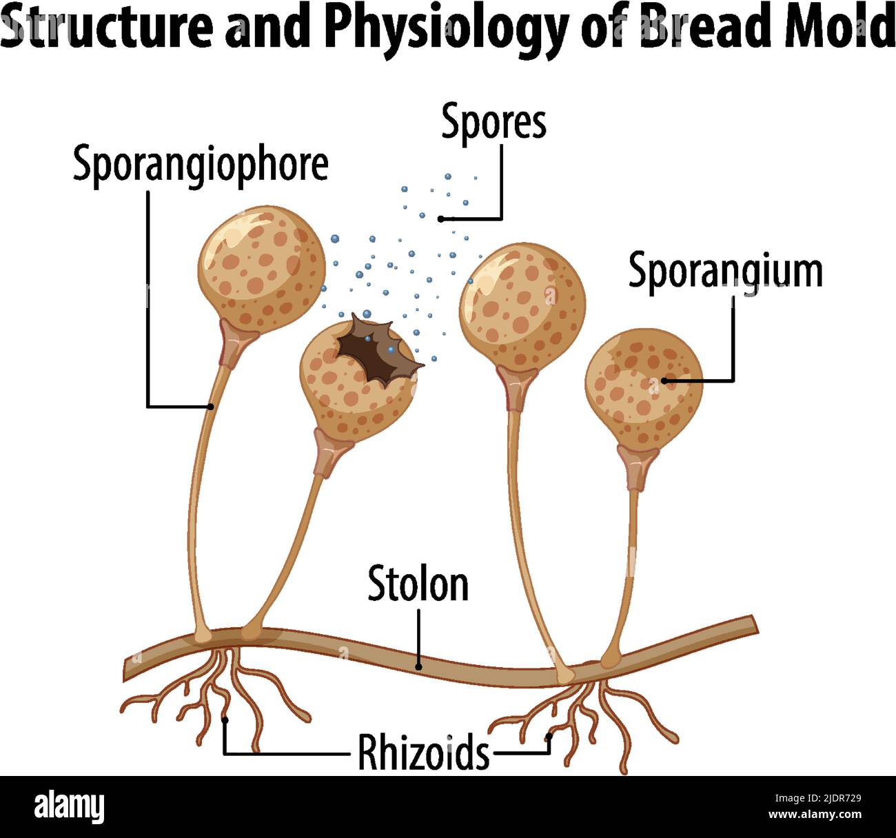 Molds Fungi Diagram