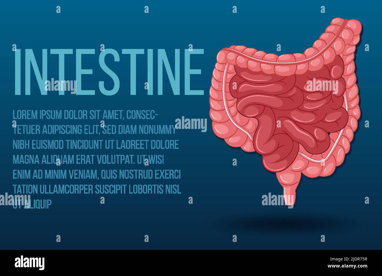 Human internal organ with intestine illustration Stock Vector Image ...