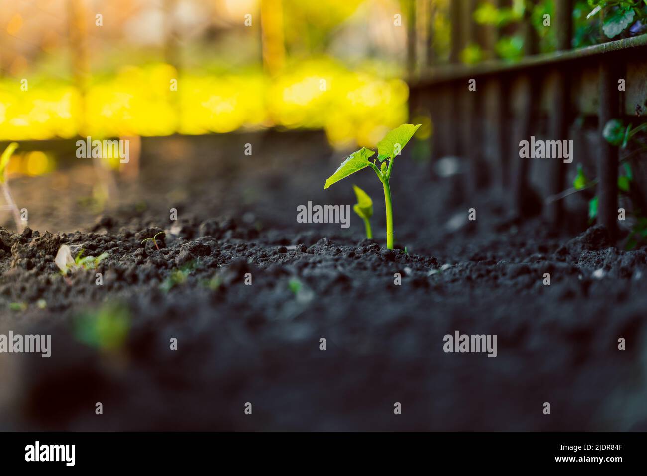 The first young germinal bean leaves. Bean cotyledons in a garden bed ...