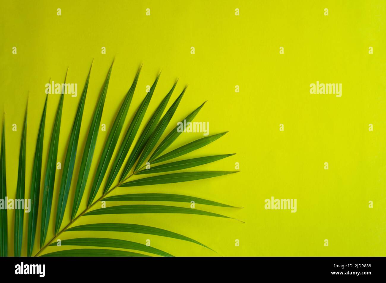 Green palm fond on yellow - tropical background Stock Photo - Alamy