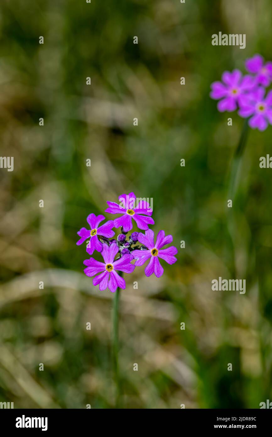 Primula farinosa in forest garden hi-res stock photography and images ...