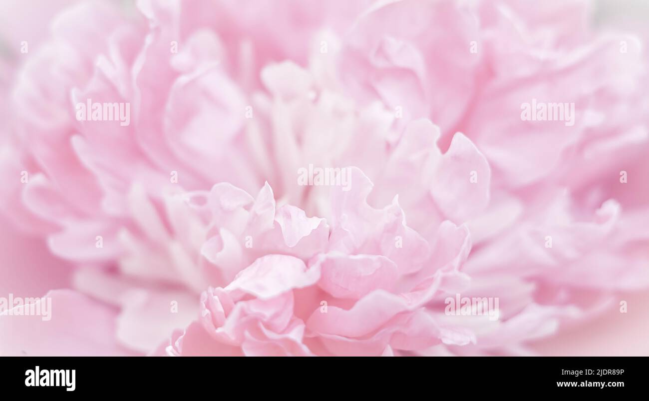 Soft focus, abstract floral background, pink peony flower petals. Macro ...