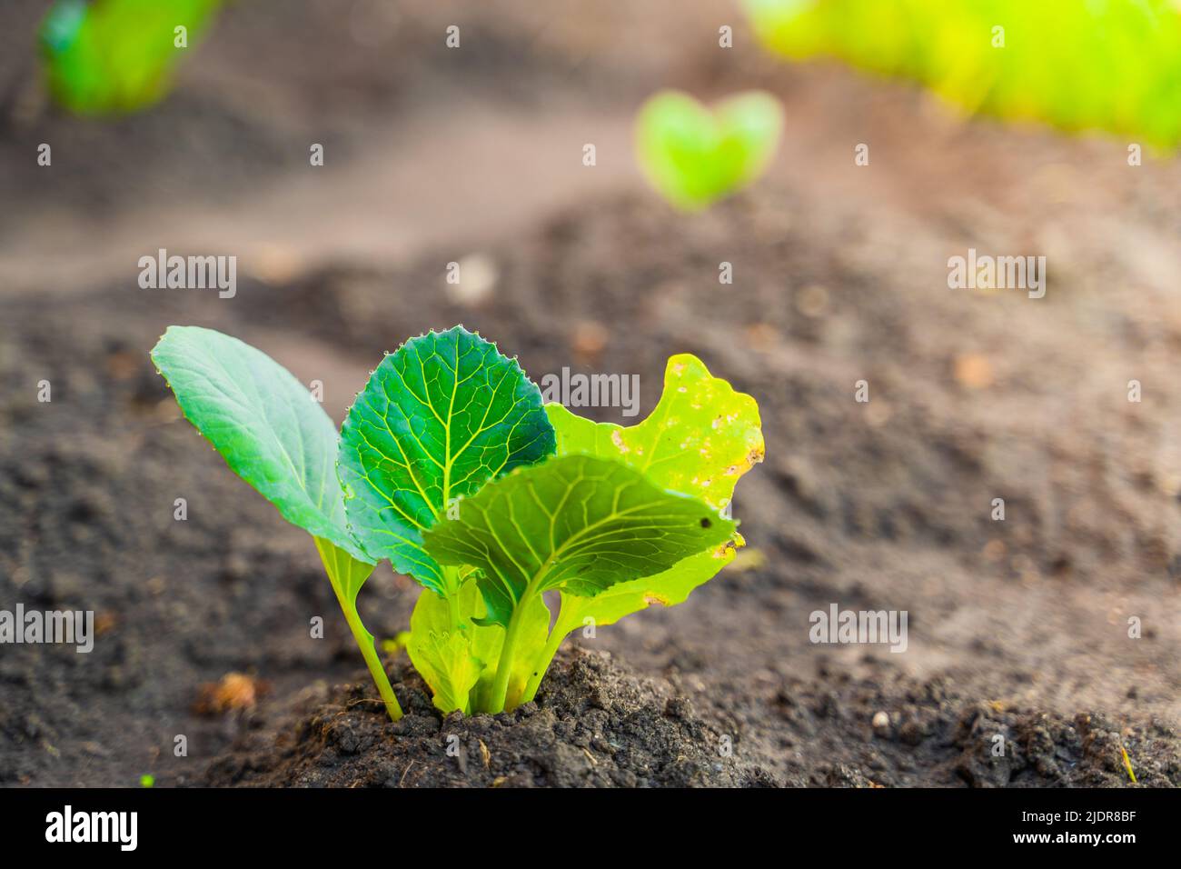 A young seedling of white cabbage close-up grows in a garden bed Stock ...
