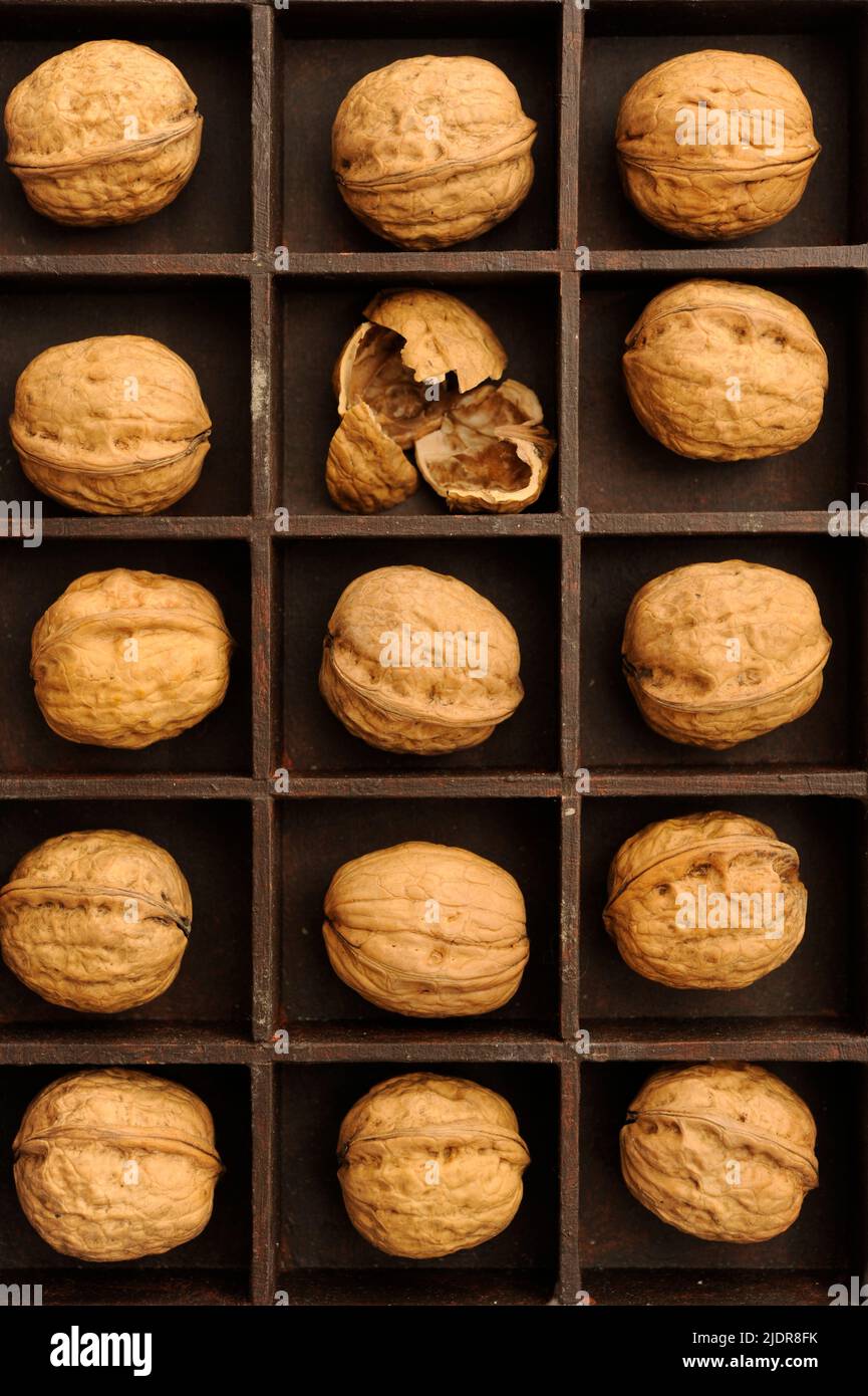 box with compartments filled with walnuts, one broken Stock Photo - Alamy