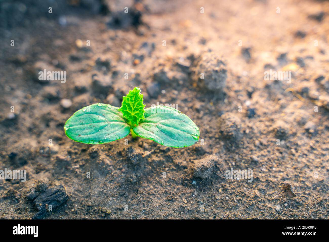 A new young sprout of a cucumber grows in the soil on a garden bed ...