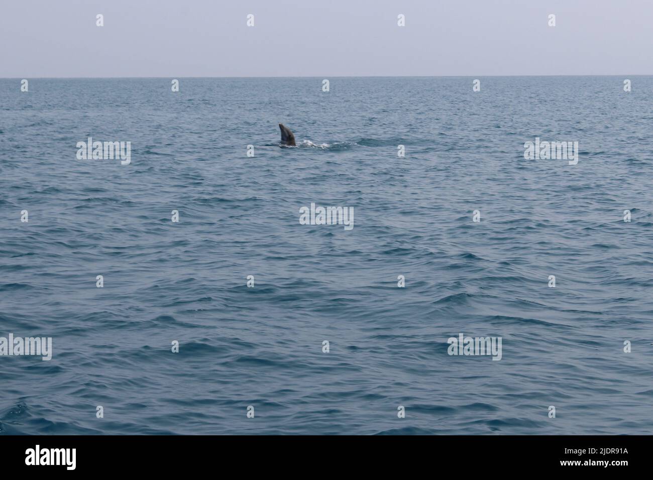 an Atlantic bottlenose dolphin (Tursiops truncatus) raising his head ...