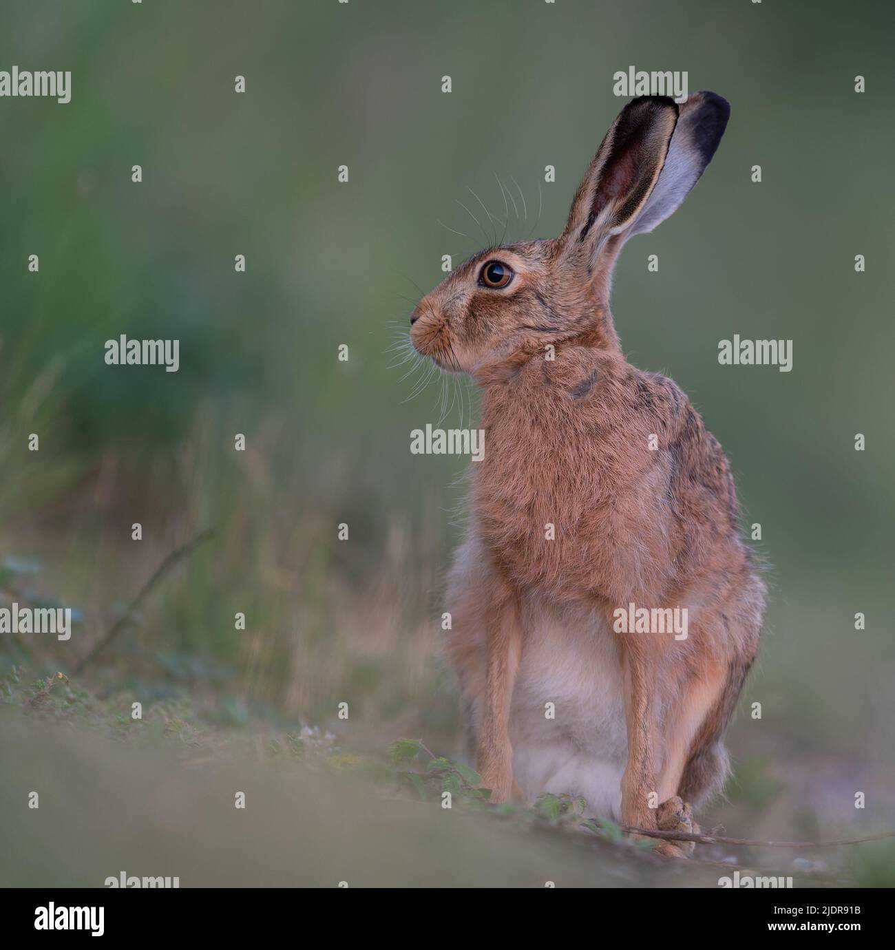 Hare natural history lepus europaeus hi-res stock photography and ...