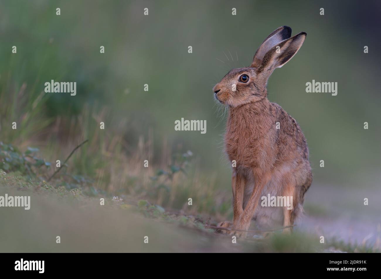 Brown Hare Lepus europaeus sat about on a North Norfolk old runway, UK ...