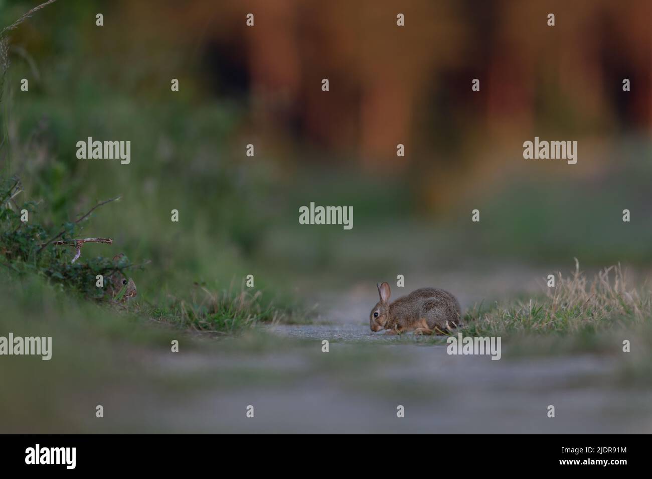 Two Rabbits Oryctolagus cuniculusout early evening on a old world war ...