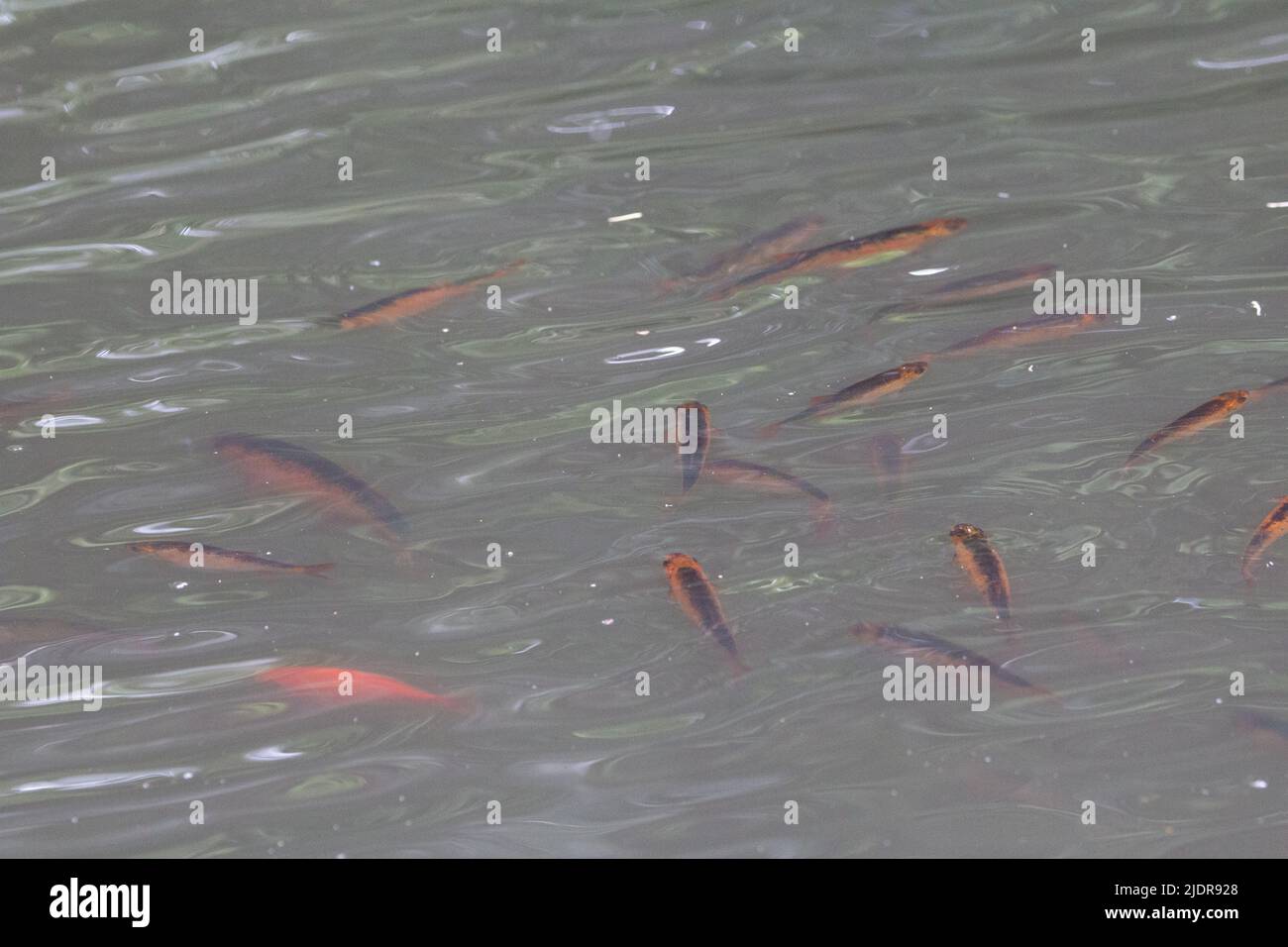 fish swimming in a pond with water reflections Stock Photo - Alamy