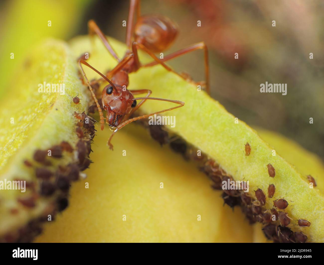 close-up of weaver ants farming the aphids colony and harvest Stock ...
