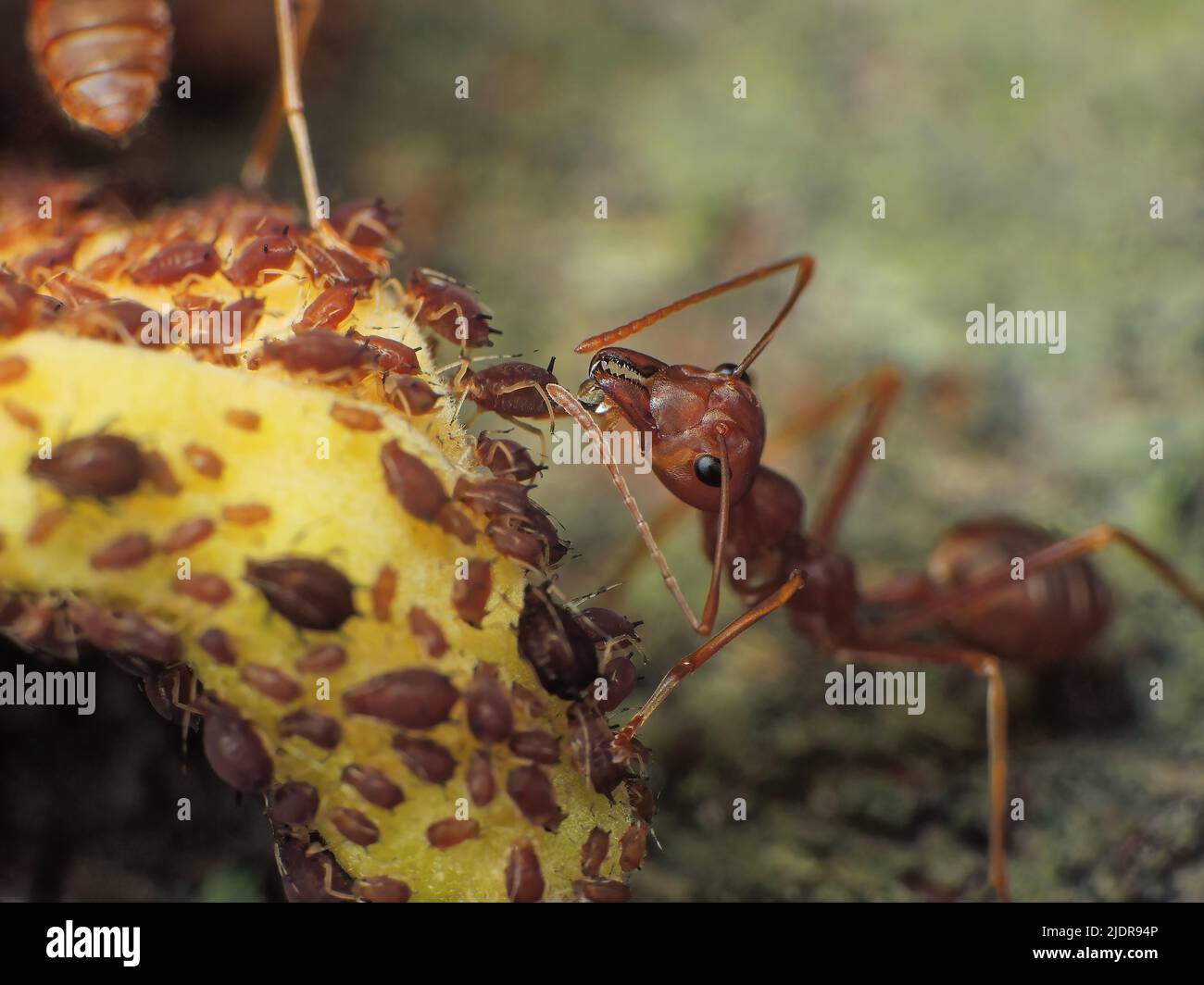 close-up of weaver ants farming the aphids colony and harvest Stock ...