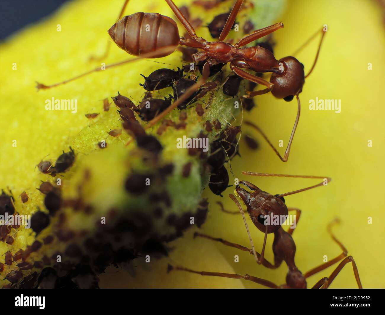 close-up of weaver ants farming the aphids colony and harvest Stock ...