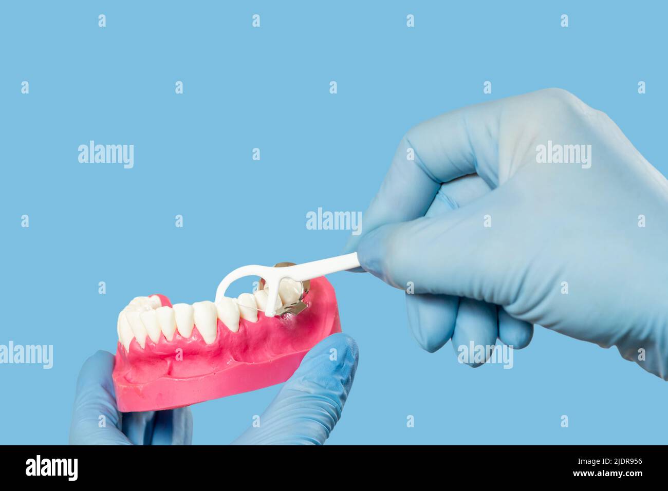 Close-up view of dentist's hands with a human jaw layout and a floss ...
