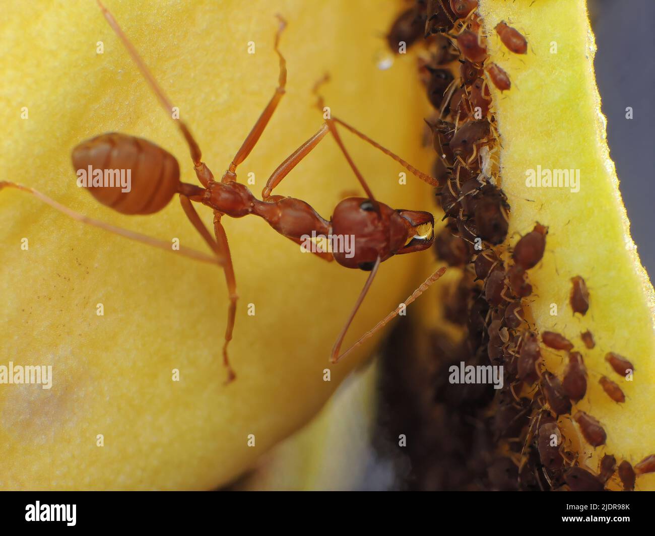 close-up of weaver ants farming the aphids colony and harvest Stock ...