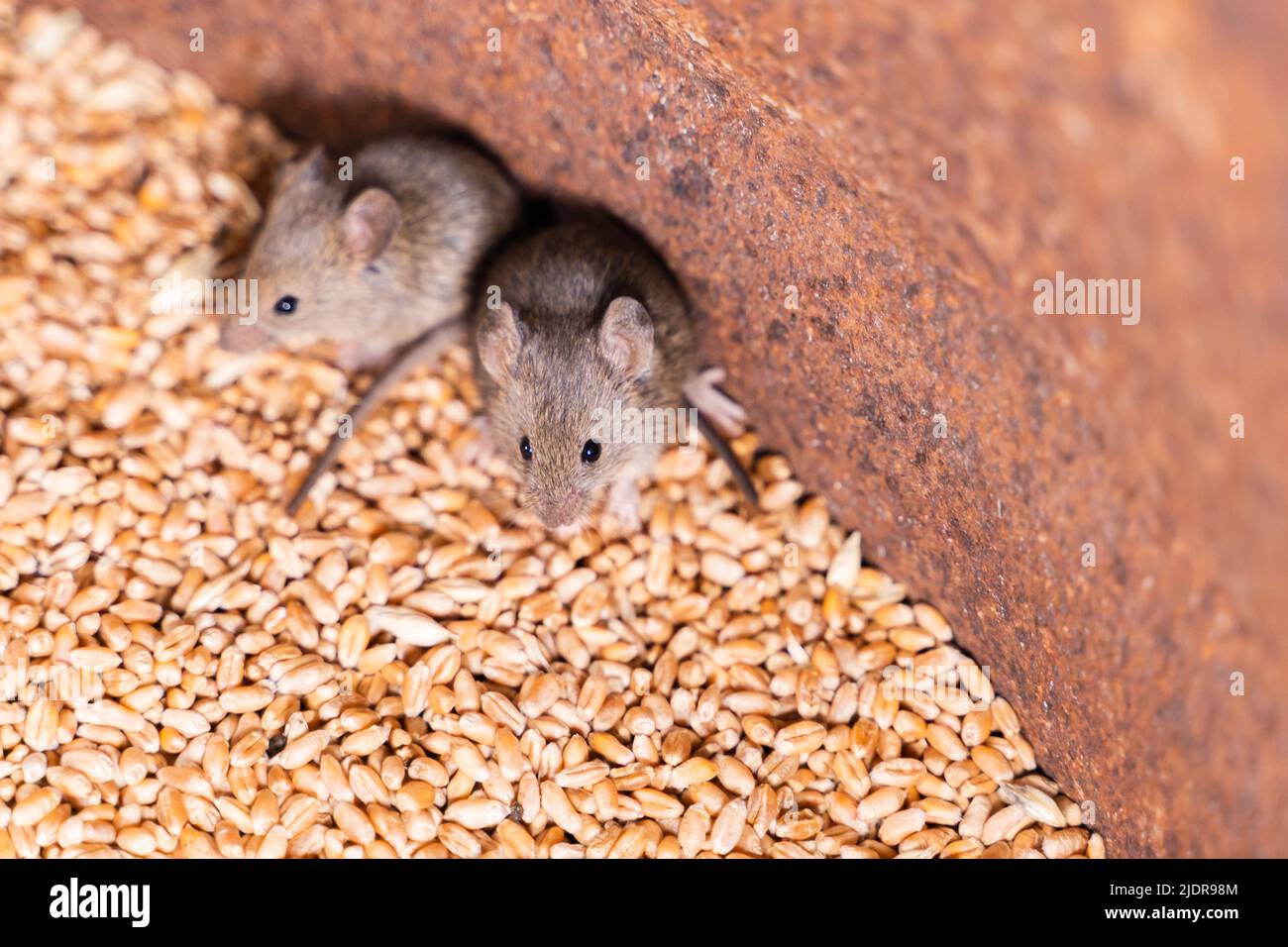 Two small field mice close-up in wheat storage Stock Photo - Alamy