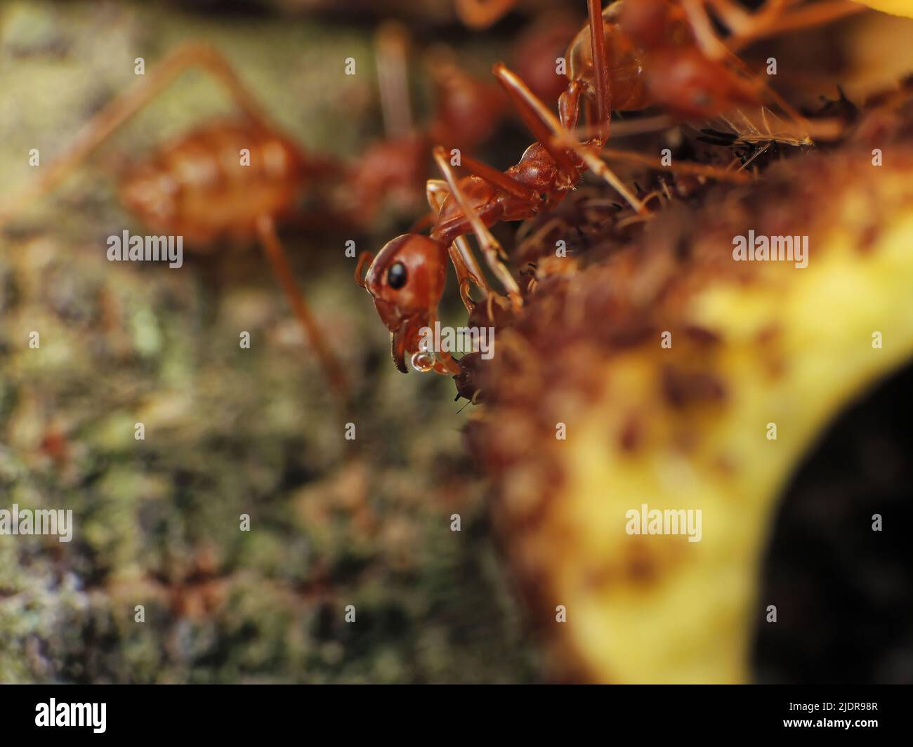 close-up of weaver ants farming the aphids colony and harvest Stock ...
