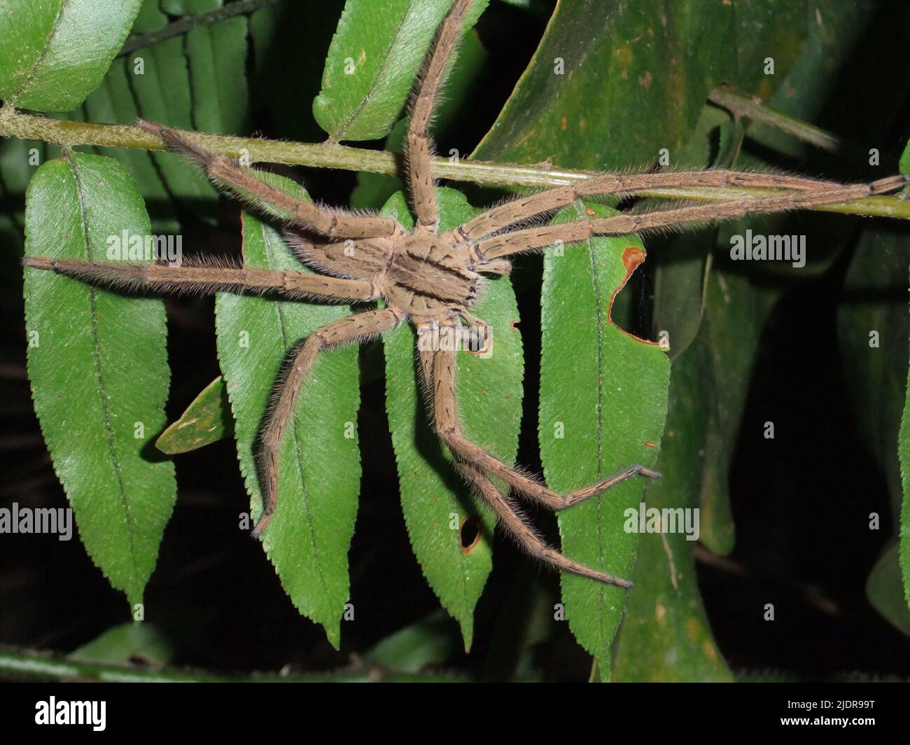 single Wolf spider (family Lycosidae) hunting on a green tropical ...